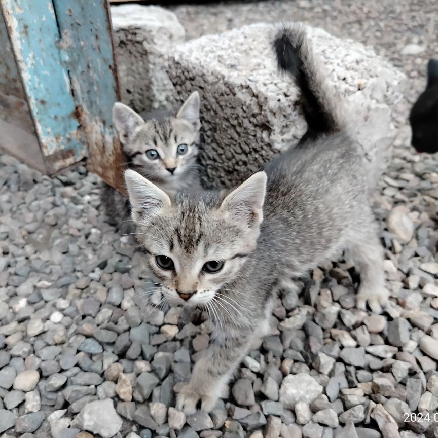 Котята в добрые руки