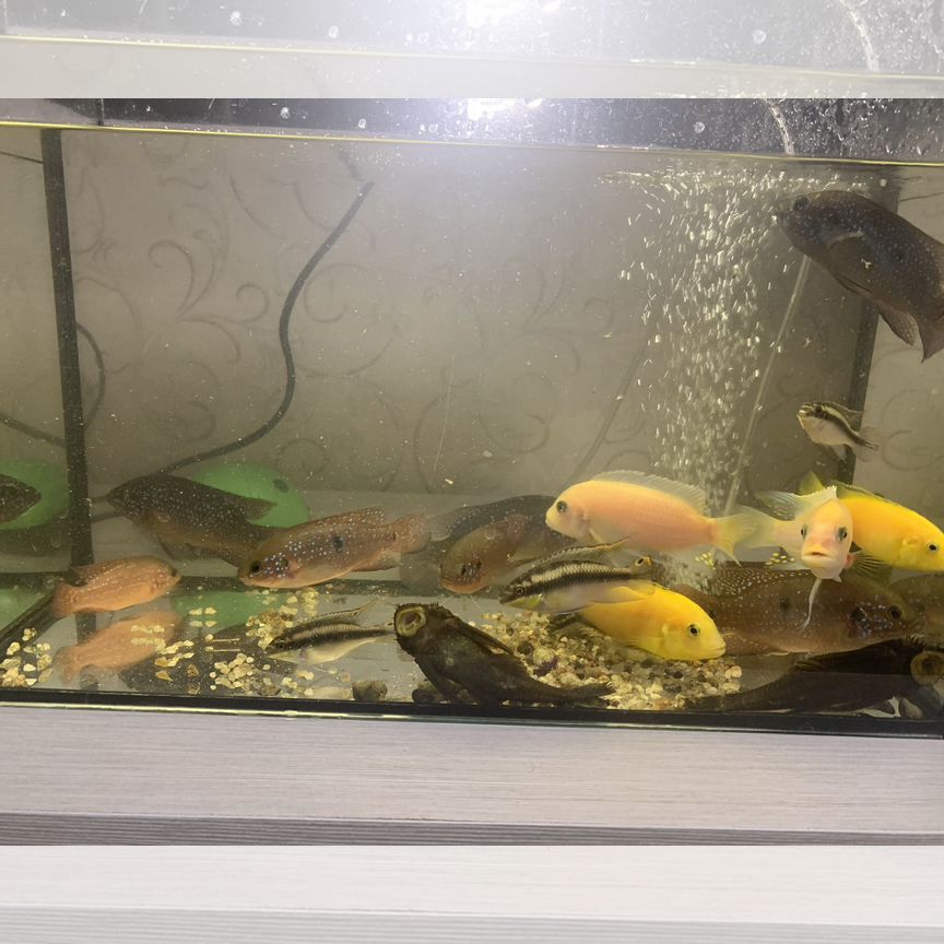 Аквариумные рыбки