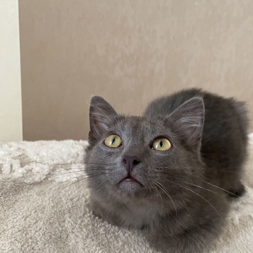 Желтоглазый серо-дымчатый котик. Котенок