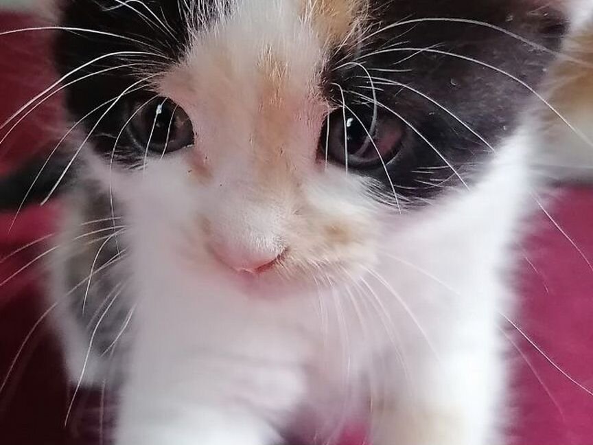 Кошечка Милаша бесплатно