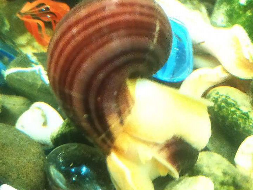 Улитки аквариумные ампулярии