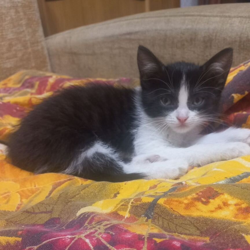 Котёнок в добрые руки