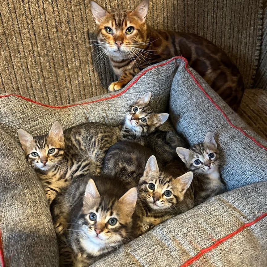 Бенгальские котята