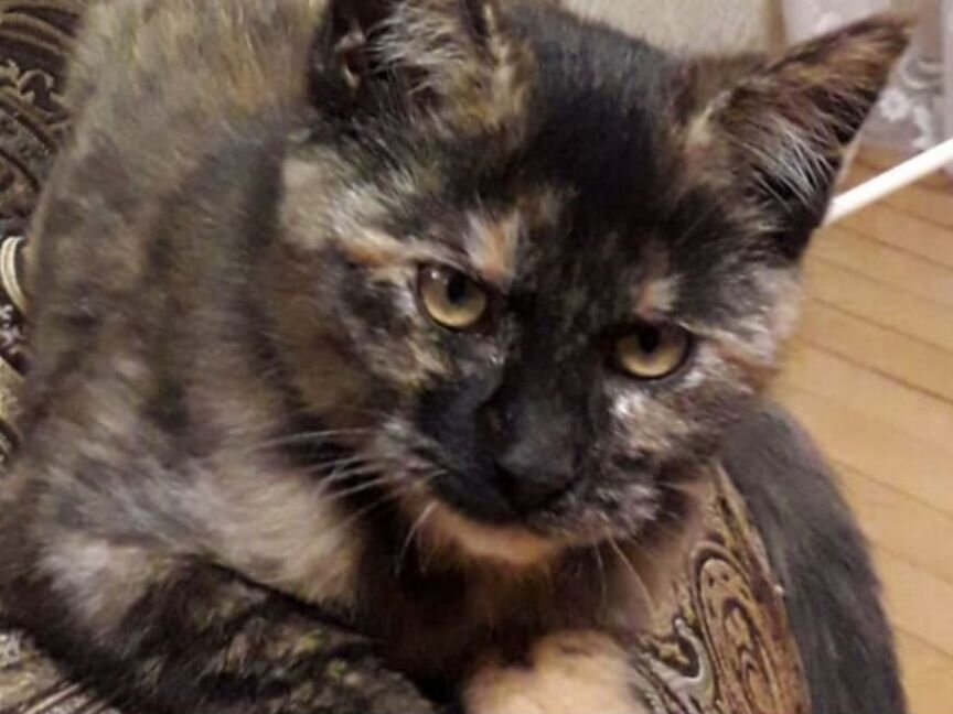 Кошка в дар бесплатно