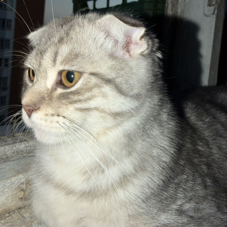 Шотландский вислоухий короткошёрстный котёнок