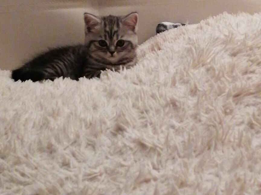 Британские котята