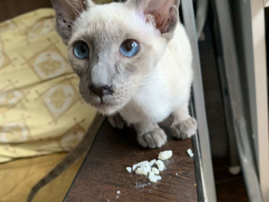Ориентальные котята