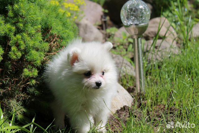 Шикарные белые малыши шпицы