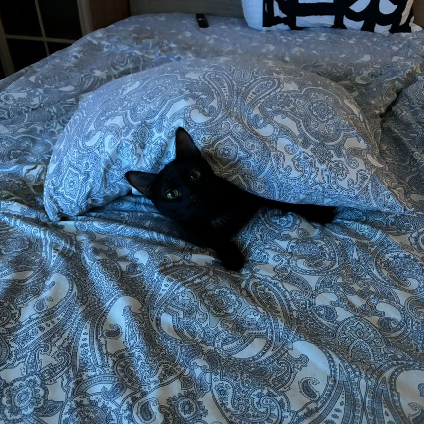Кошка