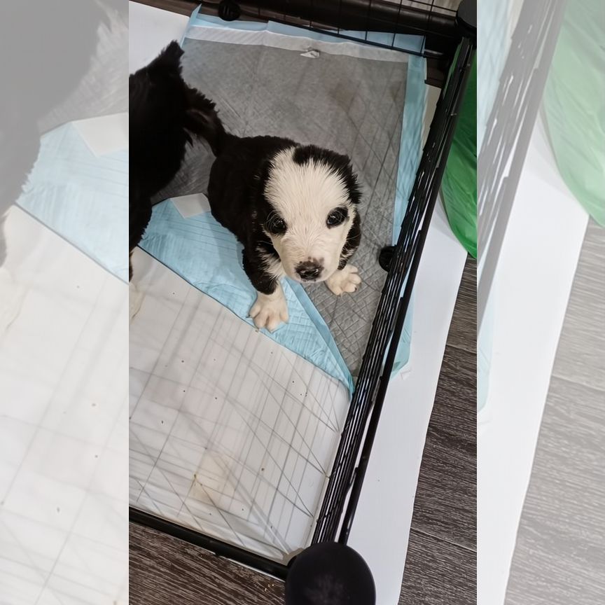 Щенок от частного владельца