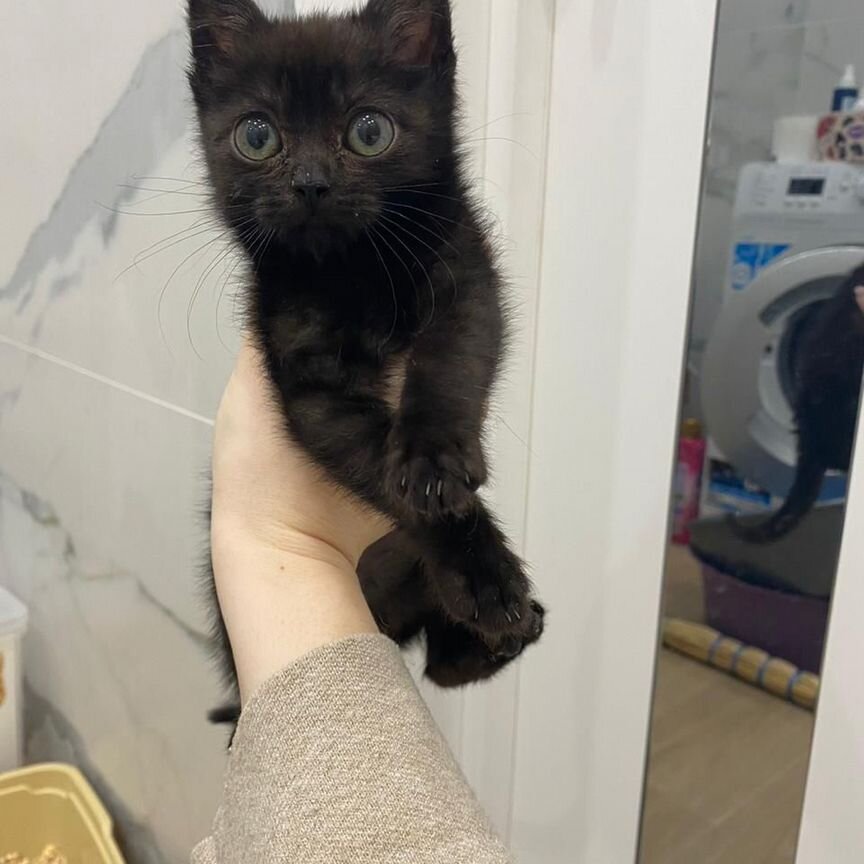 Отдам бесплатно