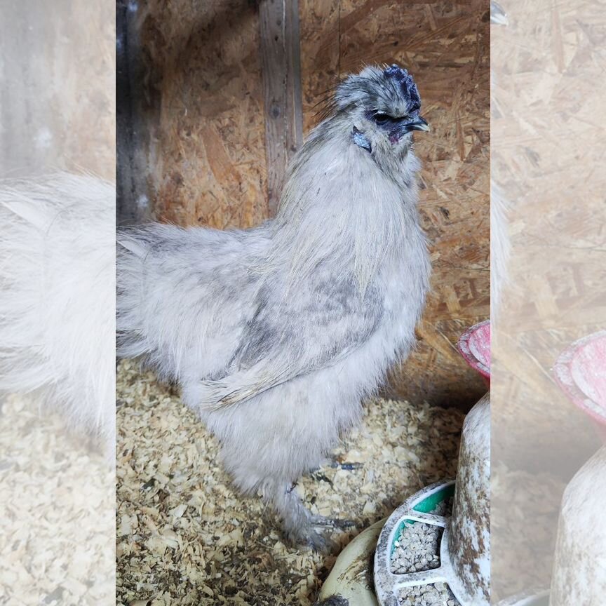 Продаются петушки китайской хохлатой