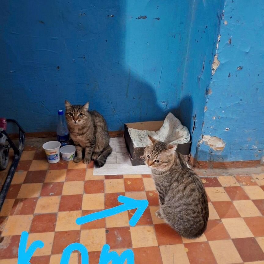 Очень нужен дом котику