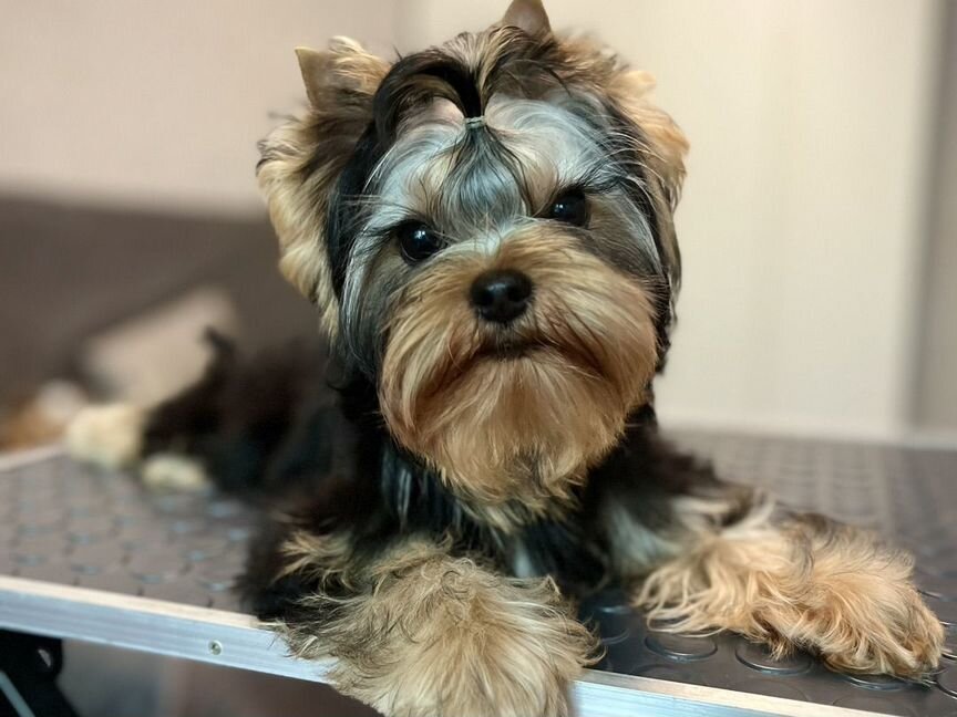 Йоркширский терьер мини беби фейс