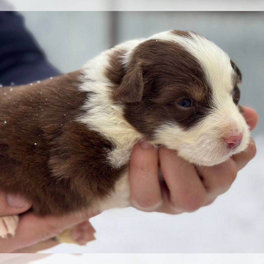 Австралийская овчарка, щенок