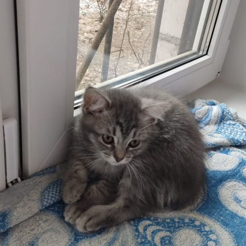 Двое котят от мамы Шотландки