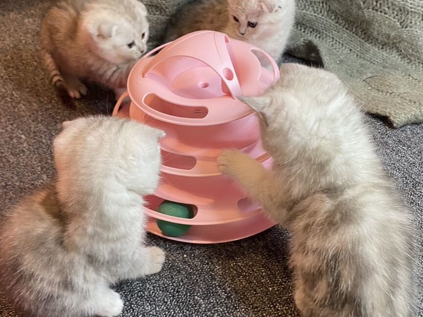 Шотландские котята