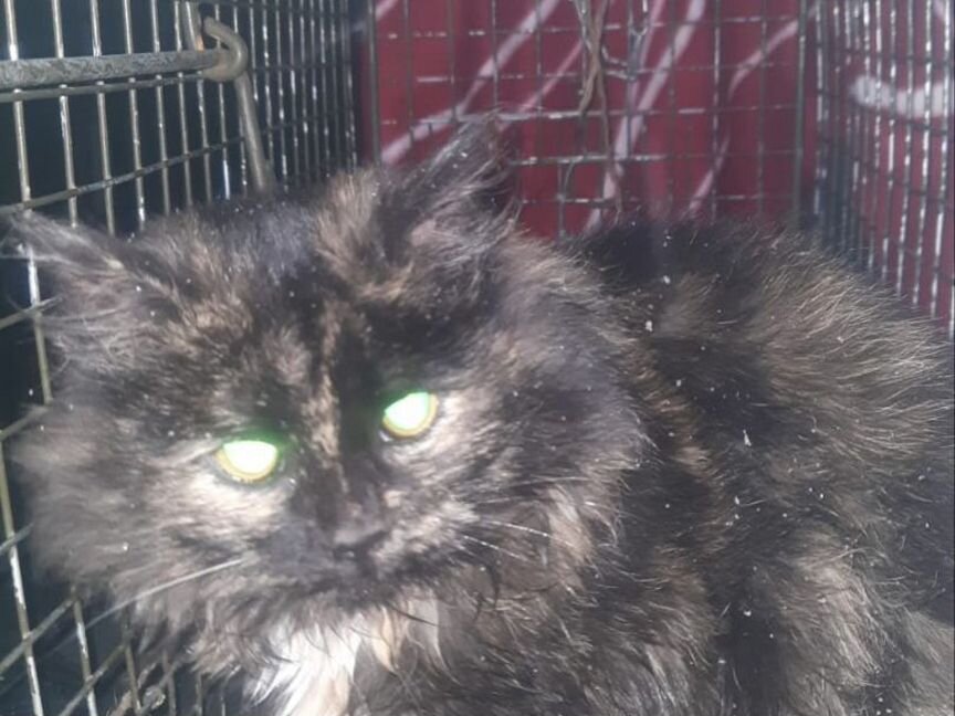 Котенок 4 мес ищет дом
