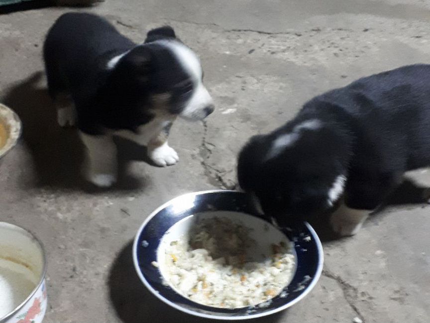 Щенки маленькой породы мальчики, в хорошие руки