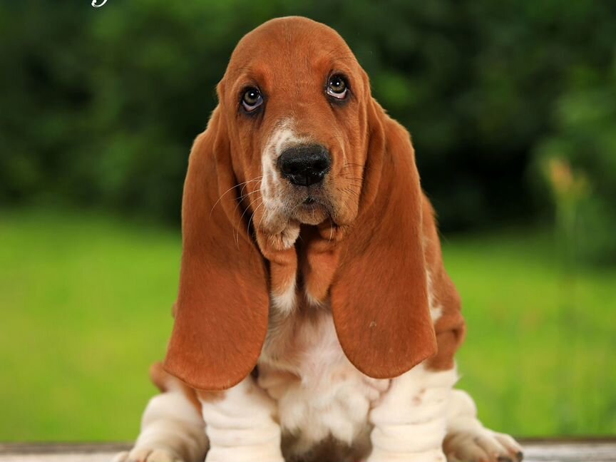 Щенки бассет хаунд