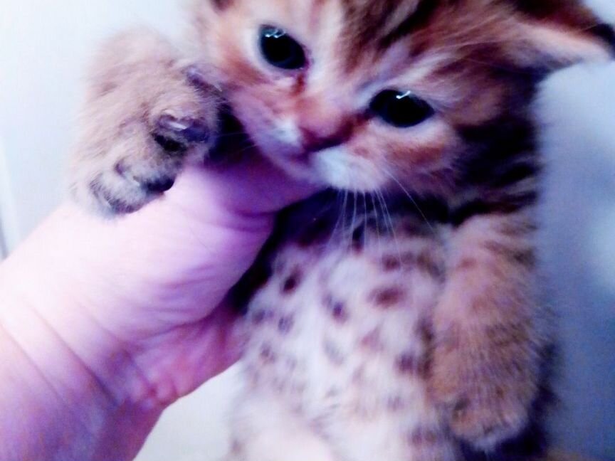 Котенок британский