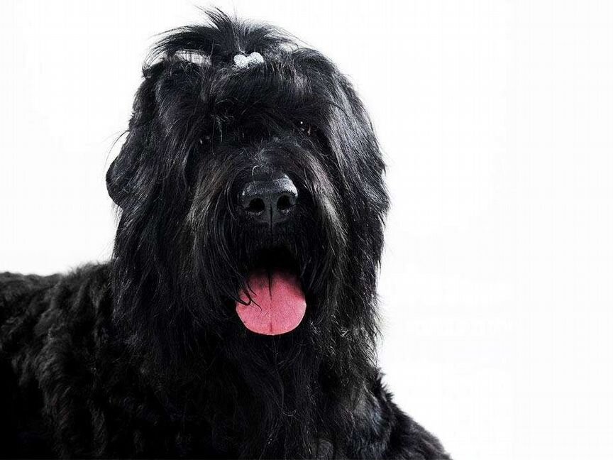 Русский черный терьер