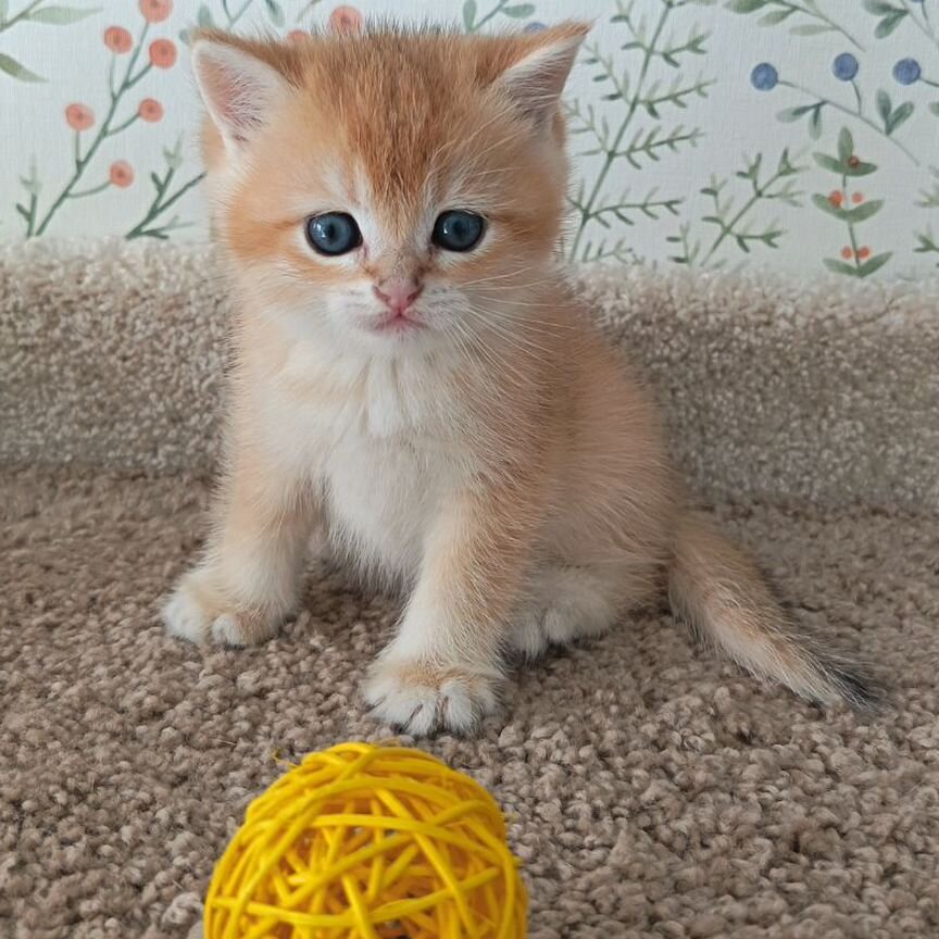 Британский короткошёрстный котёнок