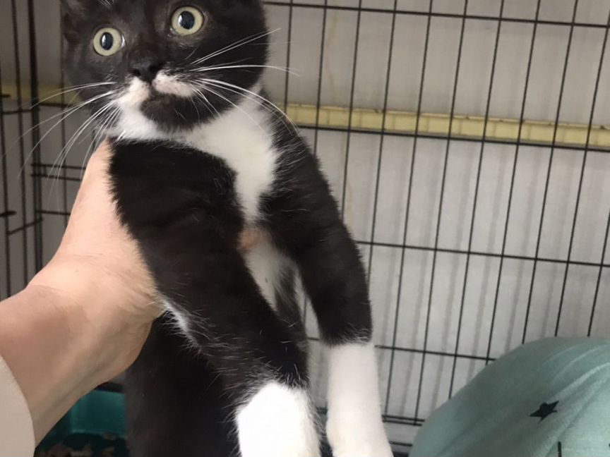 Котёнок в добрые руки