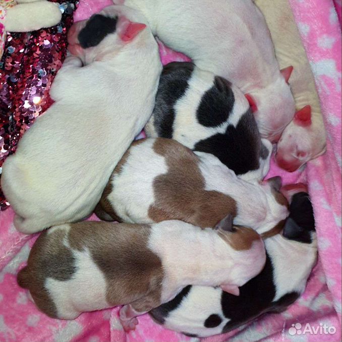 Супер крупные тяжёлого типа малыши стафф. терьера