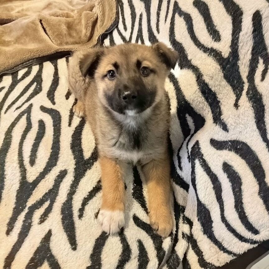 Кроха Лаки ждет свою семью