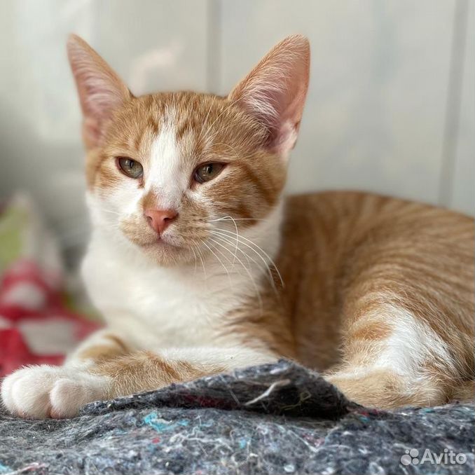 Рыженький котенок Антошка
