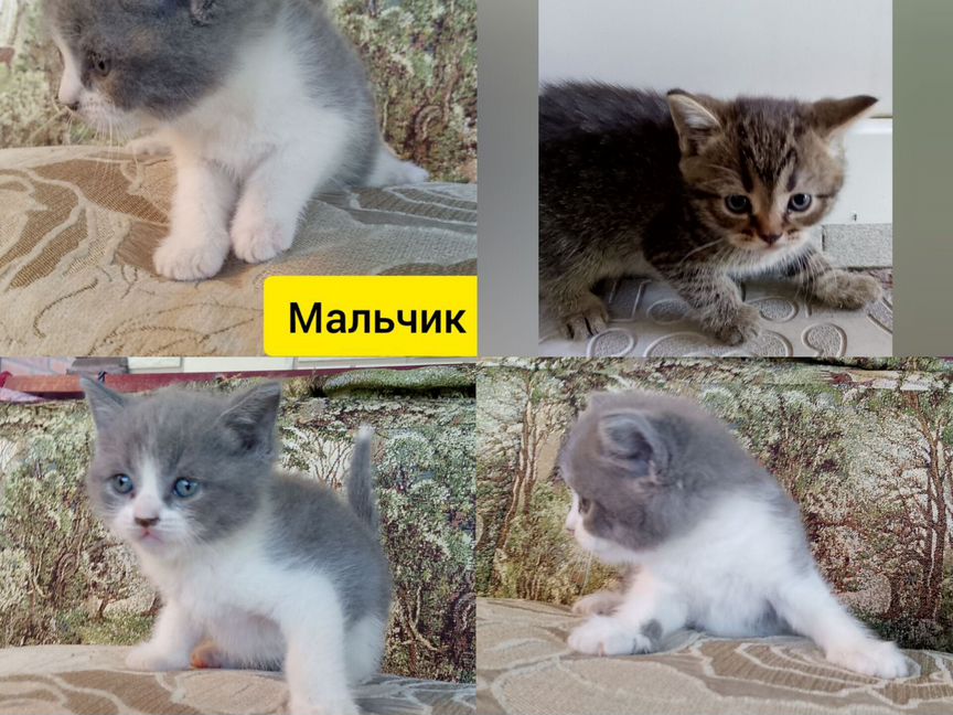 Британская кошка