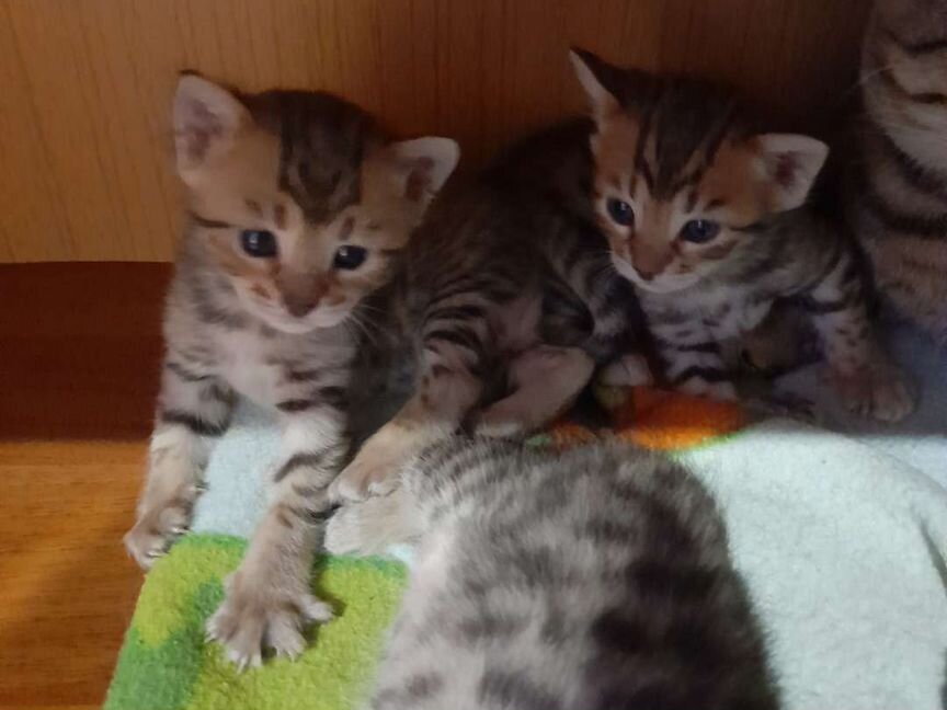 Бенгальская