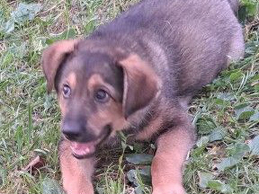 Собака щенок в добрые руки отдам бесплатно