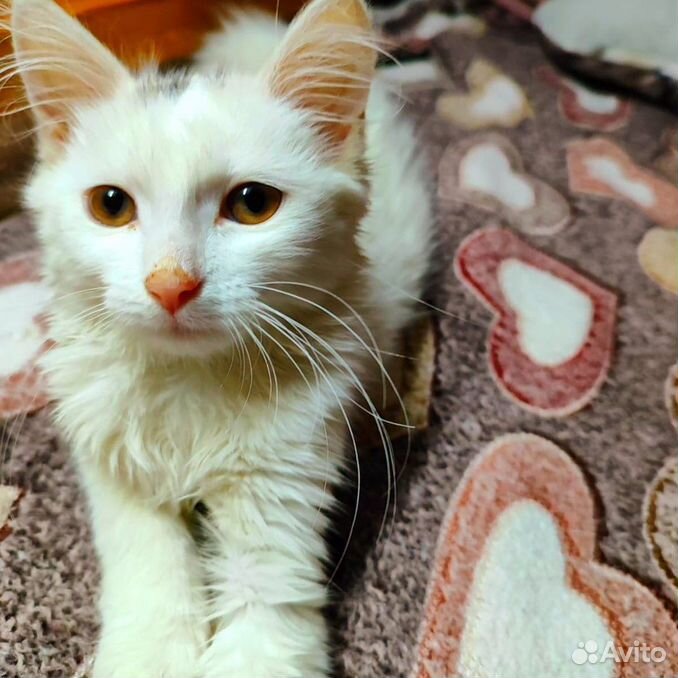 Пушистая малышка ищет семью