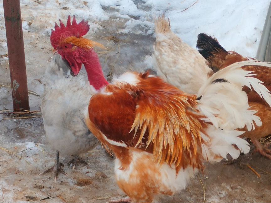 Куры петухи