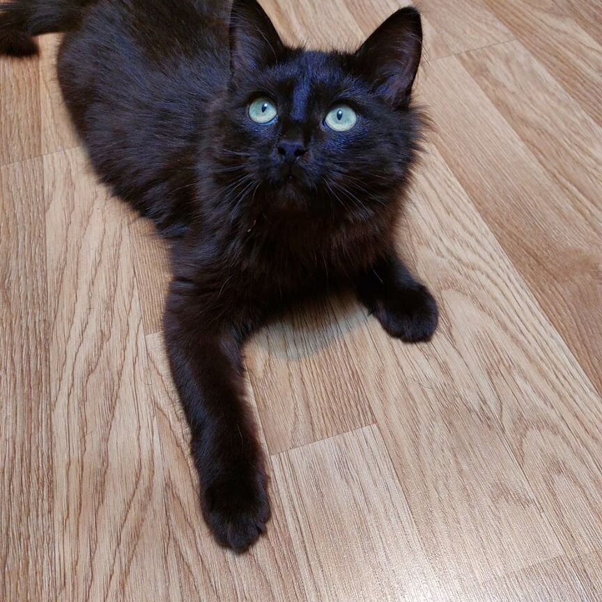 Котёнок 8 месяцев