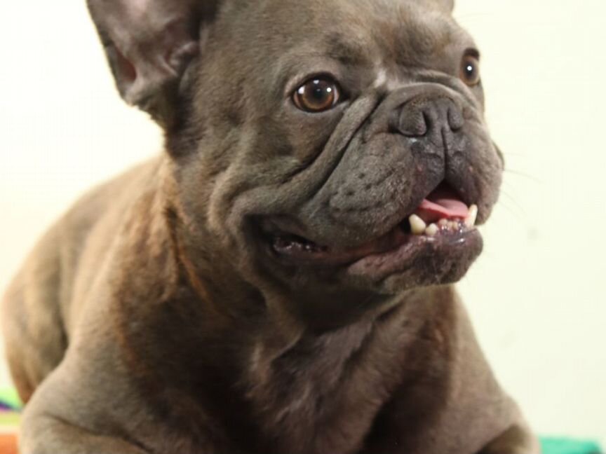 Вязка французский бульдог