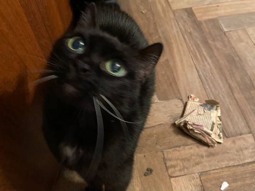 Кошка