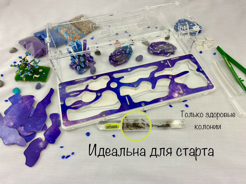 Муравьиная ферма