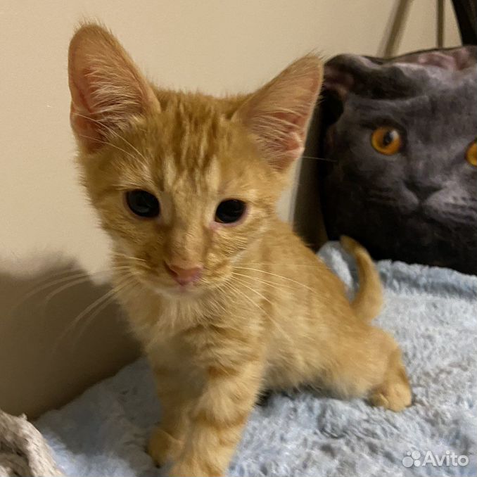 Котенок мальчик Максик