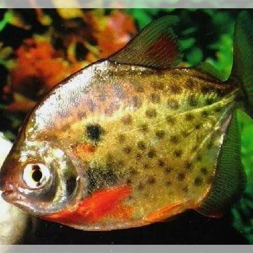 Метиннис пятнистый 3 шт