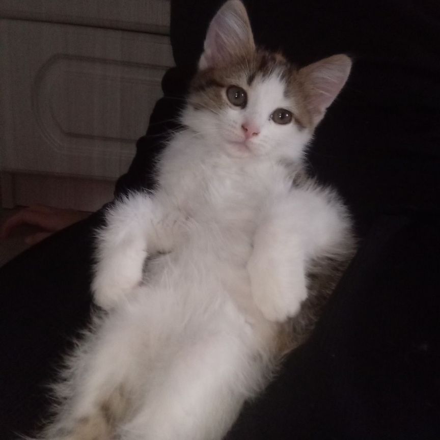 Котенок пятнистый