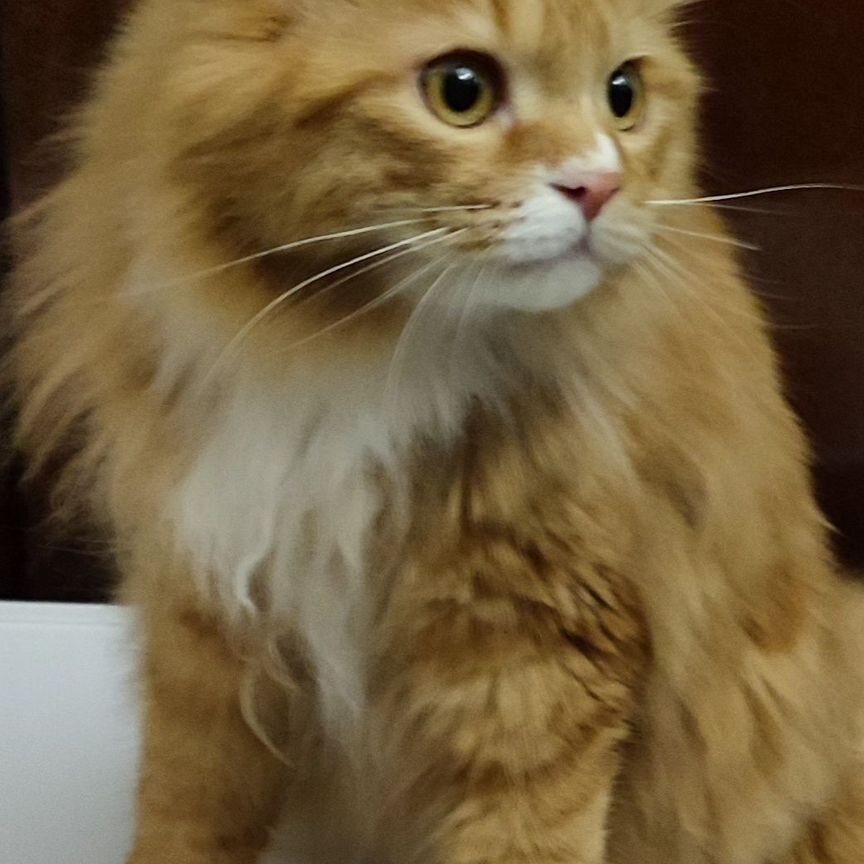 Рыжий курильский бобтейл