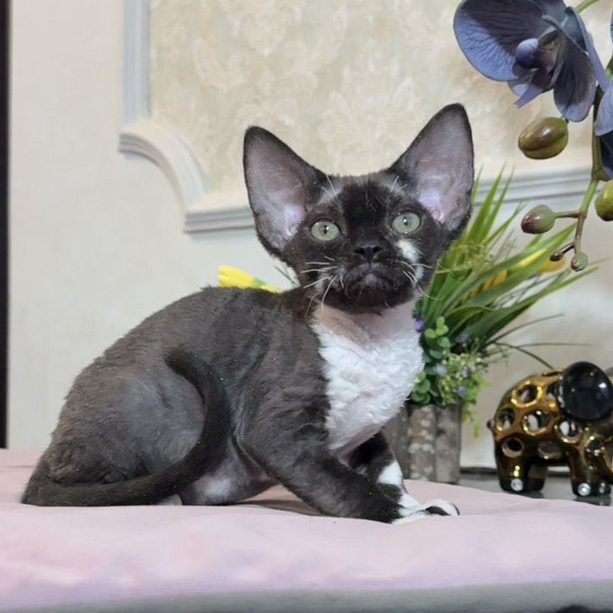 Девон-рекс котёнок