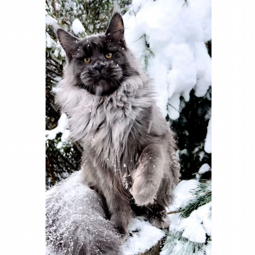 Мейн-кун котёнок