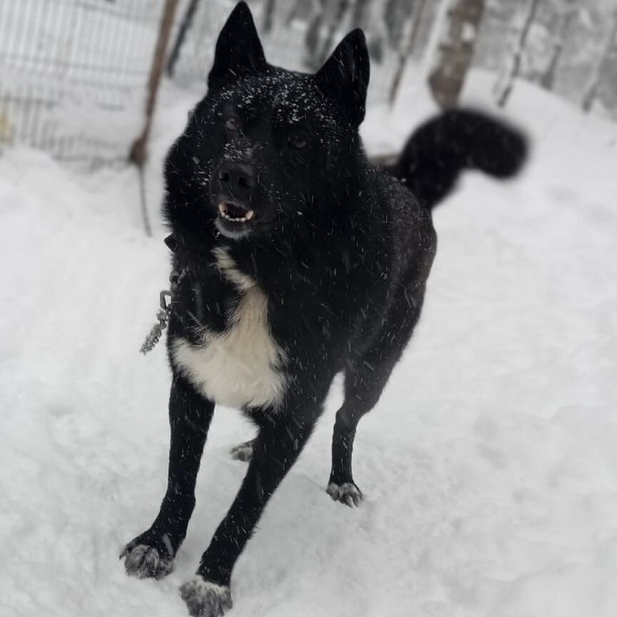 Взрослый пёс в добрые руки