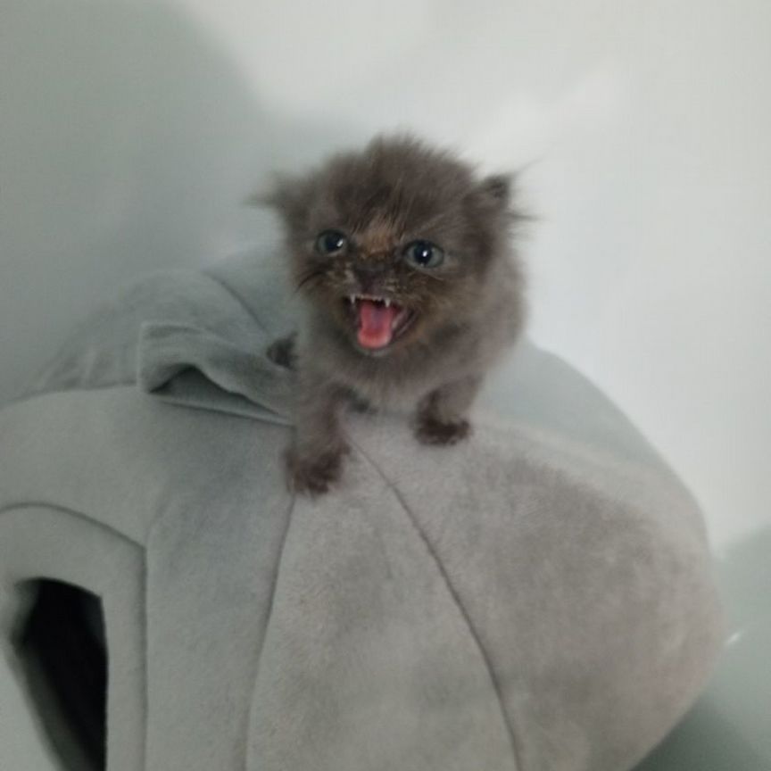 Шотландский вислоухий короткошёрстный котёнок