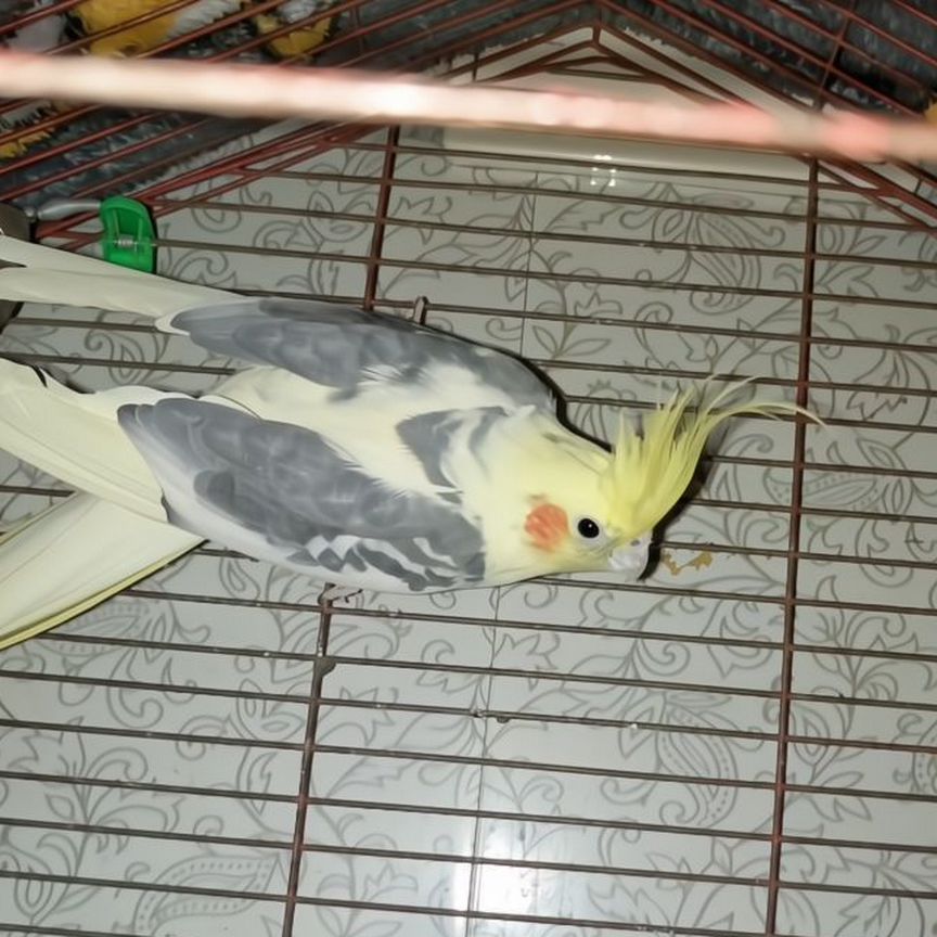 Попугай корелла мальчик