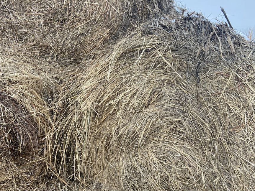 Продам сено в рулонах